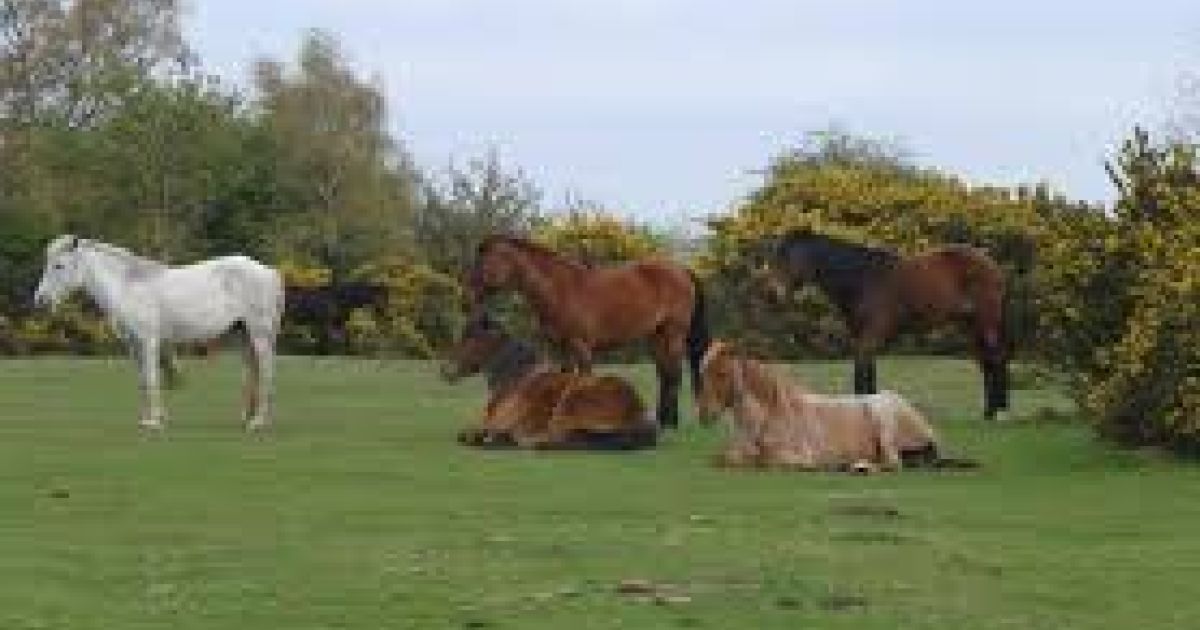 Castle Hill Circular - Ramblers